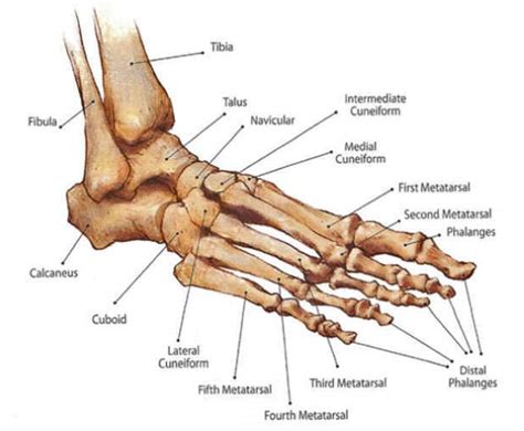 Anatomy Footankle Drwolgin