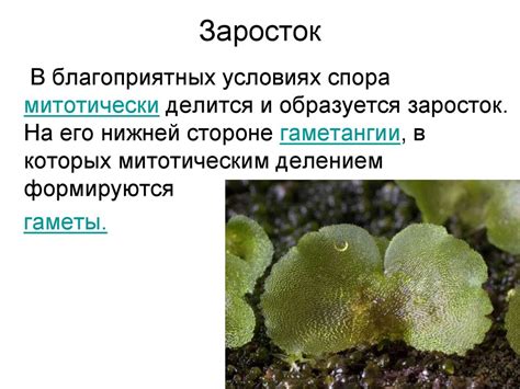 Жизненный цикл папоротника презентация онлайн