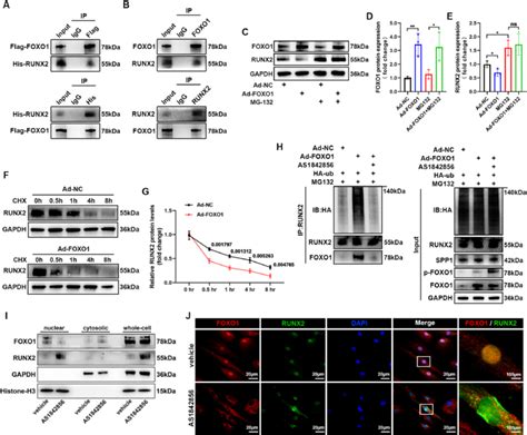 Foxo1 Regulates Runx2 Ubiquitination Through Smurf2 In Calcific Aortic