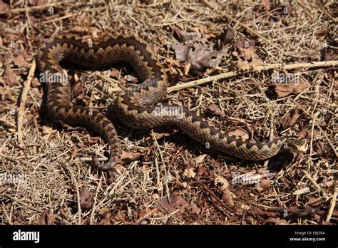 Femaile Adder Coiled Stock Photo Alamy
