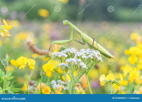 Praying Mantis Mantis Religiosa On Lookout On A White Flower Stock