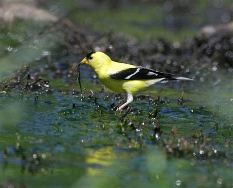 Top 5 Spring Tasks For Birds Triangle Blog Blog