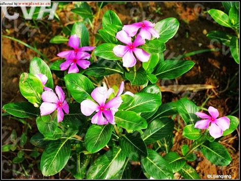 长春花Catharanthus roseus Linn G Don 植物图片库 植物通