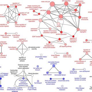Comparative GO Analysis A Comparative Analysis Of Overrepresented Download Scientific Diagram