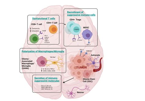 Immunosuppressive Brain Tumor Microenvironment Biorender Science