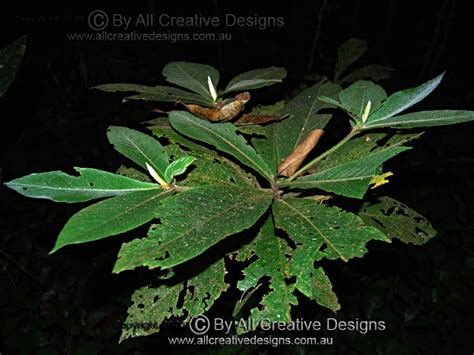 Identify Rainforests Of Australian East Coast Tree Species By Leaf Characteristics Photos And