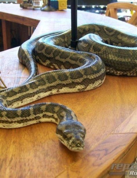 SOUTHWEST CARPET PYTHON Reptile And Grow