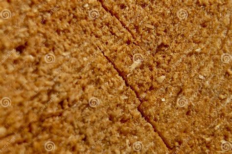 Amazing Structure Of A Pine Tree Stock Image Image Of Snack Amazing