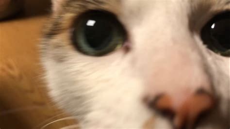 손으로 고양이 간식 먹이기 Youtube