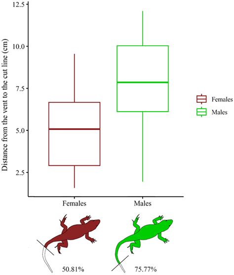 Autotomy In Achala Copper Lizard Do Sex And Body Size Traits Influence
