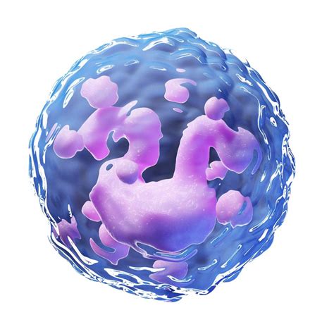 3d Rendered Medical Illustration Of A Basophil Sciepro