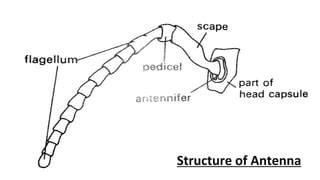Insect Antennae Pdf