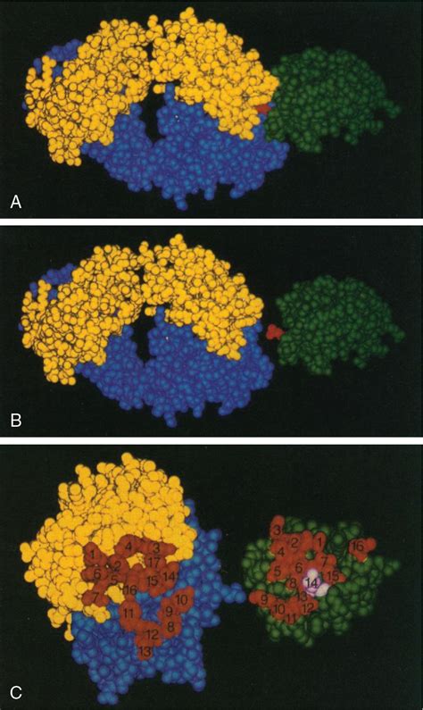 The Chemistry Structure And Function Of Immunoglobulins Clinical Tree