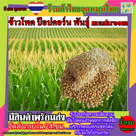 เมล็ดข้าวโพดดิบ มัชรูม ตราพ่อครัว [ขนาด 500 กรัม] Popcorn Premium Mushroom Kernels นำเข้าจาก