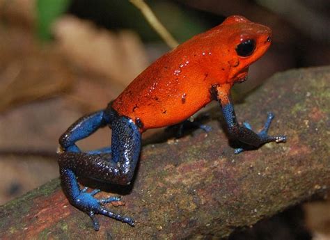 Ядовитые лягушки Маленький древолаз Древолазы Лягушка Зоология