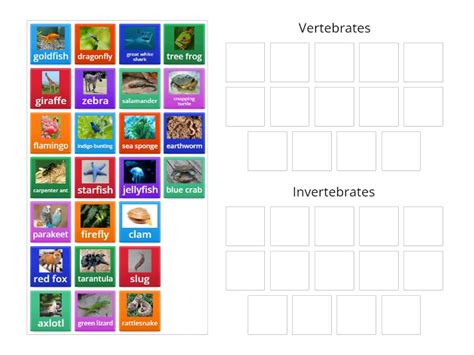 Classifying Animals Vertebrates And Invertebrates Group Sort