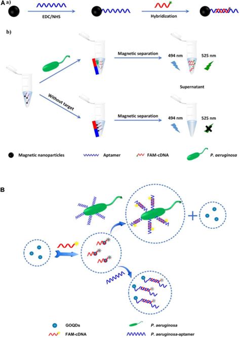 Recent Advances In Aptamer Based Biosensors For Detection Of Pseudomonas Aeruginosa Pmc