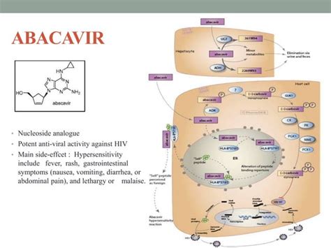 Abacavir Hypersensitivity Pptx Infectious Diseases Diseases And Conditions