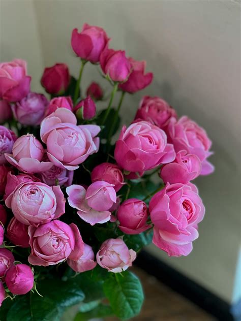 개화하는 장미 결혼식 꽃 계절 꽃 고급 장미 관상용 꽃 꽃 배경 꽃 사진 꽃 장식 꽃 정물 꽃 치료 꽃꽂이 꽃다발 클로즈업 꽃의 미학 꽃의 우아함