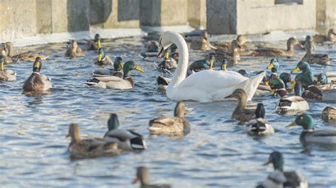 얼어붙은 강에서 백조와 오리 연못에서 야생 오리와 백조의 무리가 수영 도시에서 야생 조류의 겨울 0명에 대한 스톡 사진 및 기타 이미지 Istock