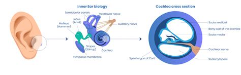 Physiology Sensorion
