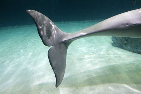 돌고래 꼬리 지느러미 유토이미지 상세페이지 베이직샵 사진 20148555