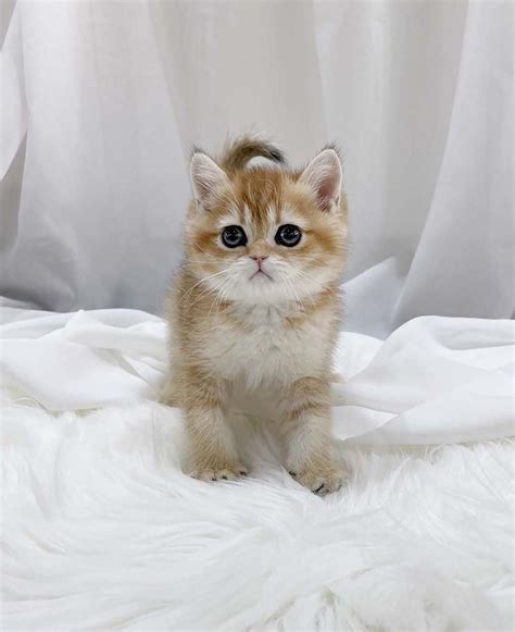 아담스펫 · 24시 강아지분양🐶 고양이분양🐱 · 자체출산분양 · 전지역 무료배송 서비스