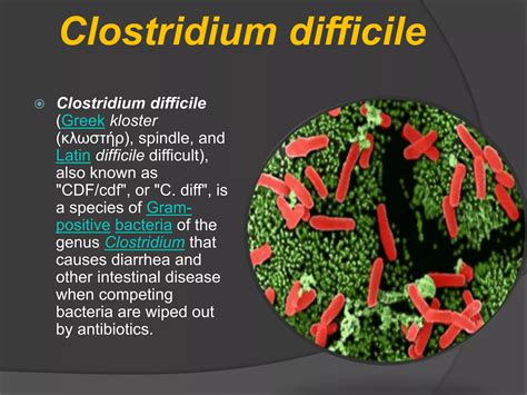 Clostridium Difficle An Emerging Infection Pptx