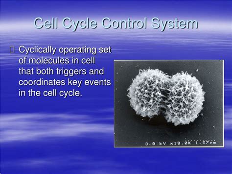 PPT Cell Cycle Control In Cancer Mechanisms Impacts PowerPoint Presentation ID