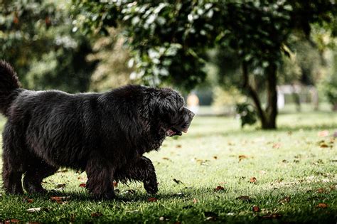 Los 5 problemas de salud más comunes en Terranova Con Mis Mascotas