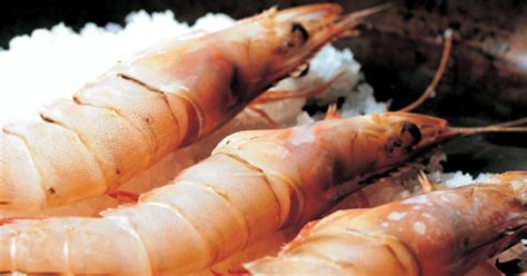 [가을특집] 혈액순환 돕는 가을 식탁의 귀족 대하