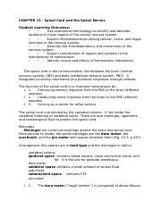 Chapter Spinal Cord And Spinal Nerves Rtf CHAPTER Spinal Cord And The Spinal Nerves