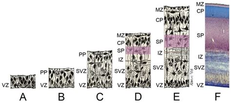 Functional Connectivity Mri In Infants Exploration Of The Functional Organization Of The