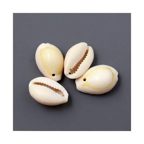 Filecowrie Shells Sozhi Roll Of Wikipedia 51 Off