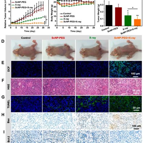 In Vivo Combined Rt And Rdt Of A549 Tumors A Tumor Growth Curves Of