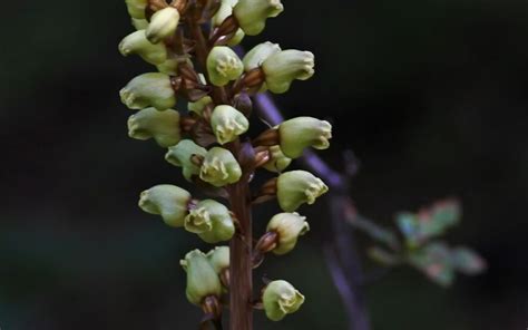 合成生物学11月最新进展！天麻素生物合成规模量产实现，生物合成技术成美国地缘政治竞争的下一个 风口” 知乎