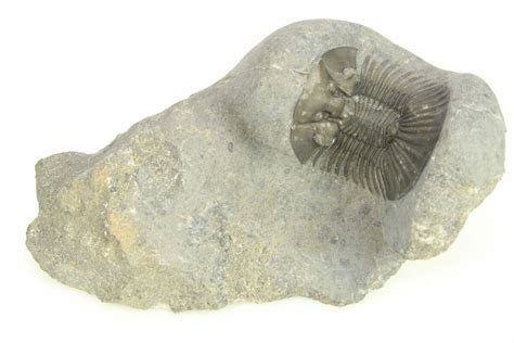 18 Scabriscutellum Trilobite Nice Shell Detail 268758 For Sale 18 Scabriscutellum Trilobite Nice Shell Detail 268758 For Sale