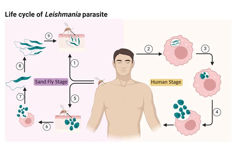 Life Cycle Of Leishmania Parasite Biorender Science Templates