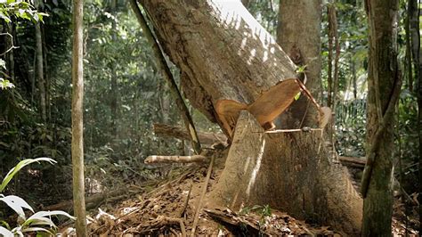 Quanto tempo demora para uma árvore ser cortada YouTube