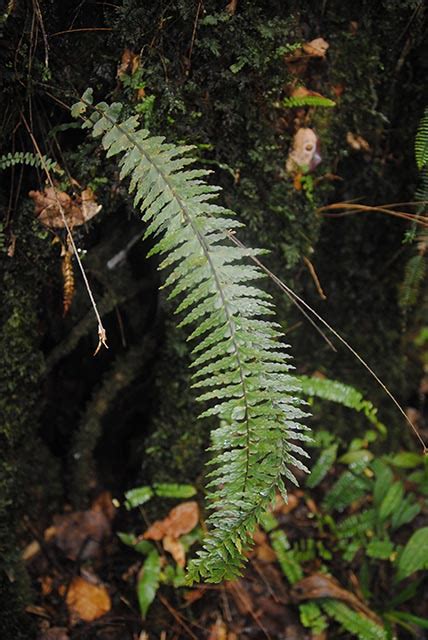 Asplenium Caudatum Ferns And Lycophytes Of The World