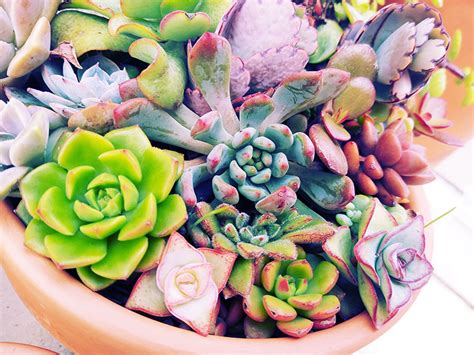 Teeny Tiny Succulents A Slew Of Succulent Plants That Stay Small
