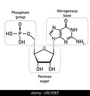 Chemical Structure Of Dna Nucleotide Three Parts Of A Nucleotide