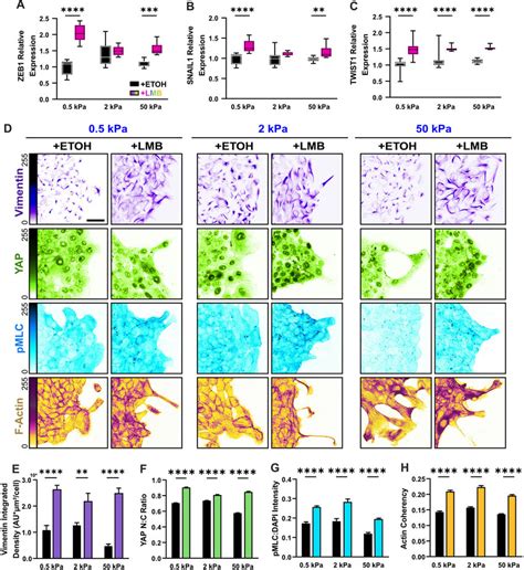 Mechanoactive And Mesenchymal Features Develop In MCF10A Epithelia Download Scientific Diagram