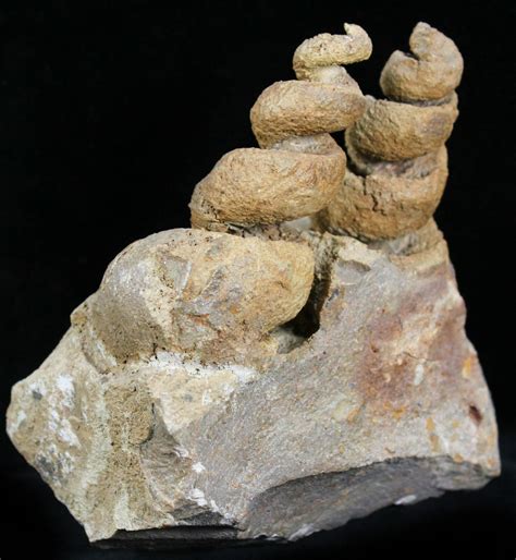 Large Spiral 3 4 Gastropod Fossils Morocco 28836 For Sale