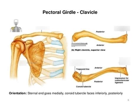Clavicle Sternal End