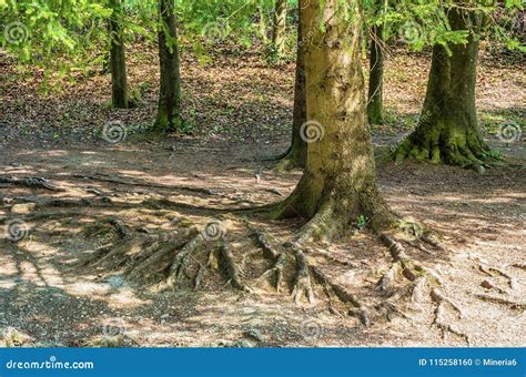 Trees With Above Ground Roots Stock Photo Image Of Roots Park