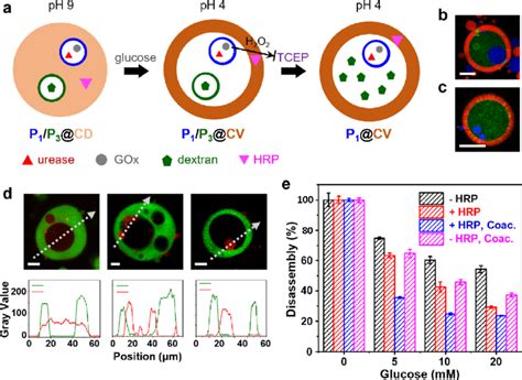 Selective Disintegration In Co Trapped Protocell Populations A Download Scientific Diagram