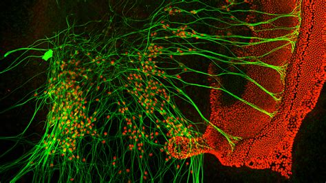 High Throughput Rna Sequencing