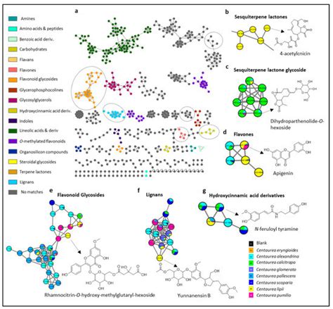 Feature Based Molecular Networking For The Exploration Of The