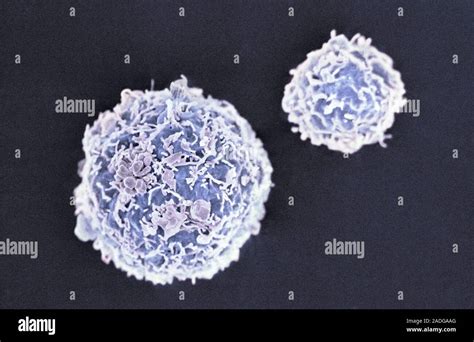 Stem Cells Coloured Scanning Electron Micrograph Sem Stem Cells Can